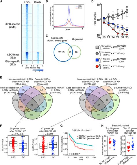 Acute Myeloid Leukemia Ipscs Reveal A Role For Runx1 In The Maintenance Of Human Leukemia Stem