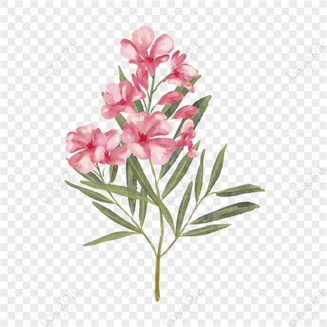 핑크 수채화 알제리 국화 서양 협죽도 꽃잎 일러스트 나무 봄인사하얀 Png 일러스트 무료 다운로드 Lovepik