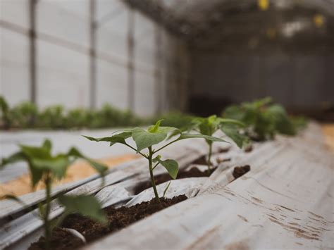 The Impact Of Synthetic Fertilizers Vs Organic Alternatives Farm To Garden Organics