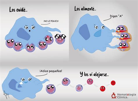 👉la Eritropoyesis Es El Proceso De Hematología Clínica