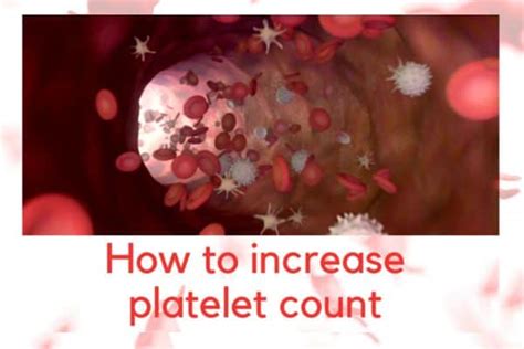 How To Increase Platelet Count TERI MERI NEWS
