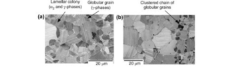 Sem Micrographs Of Duplex Type Microstructure With Globular Grains And Download Scientific