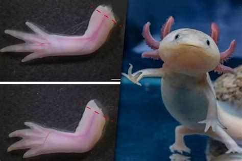 They Reveal How The Axolotl Regenerates Its Body And Why This Is Important For Humans