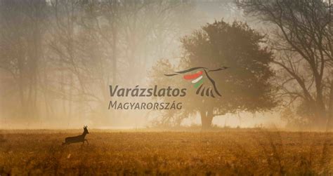 Daróczi Csaba Reggeli Séta Vm Shop