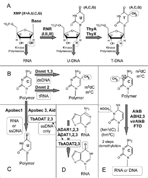Nucleic Acid Polymer