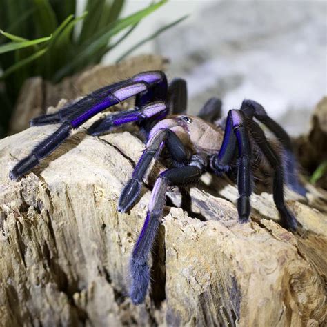 Chilobrachys Natanicharum Insektenliebe