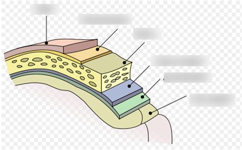 The Scalp Diagram Quizlet