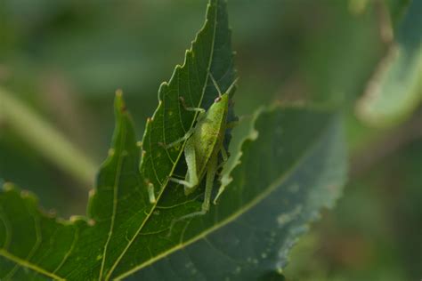 Grasshopper By Fotodynamica On Deviantart