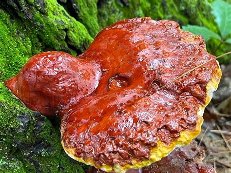 Hemlock Varnish Shelf Ganoderma Tsugae