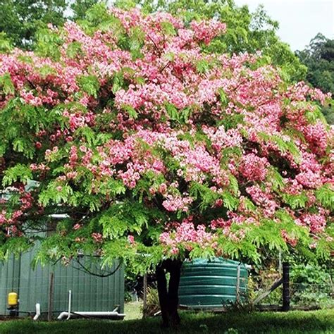 Cassia Nodosa Plant Nparks Hxdz