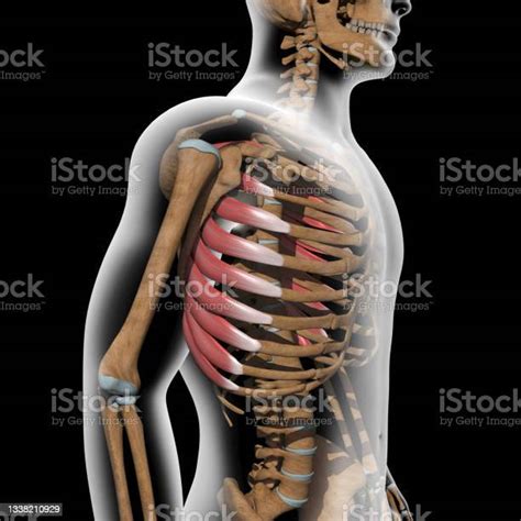엑스레이 바디에 세라투스 전방 근육의 3d 그림 앞톱니근에 대한 스톡 사진 및 기타 이미지 앞톱니근 근육 건강관리와 의술 Istock