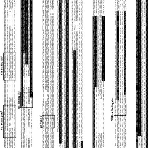 Alignment Of Genomic Sequences Coding Transcribed First Exons 1 B 1 D Download Scientific