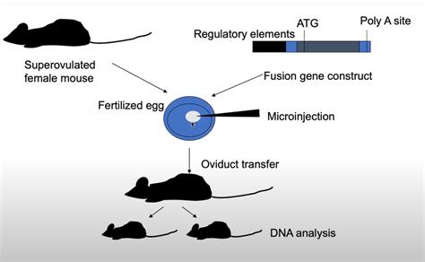 Murine Genetics Washu博士班 — Mammalian Genetics上課筆記 By Peng Chien Wei Medium