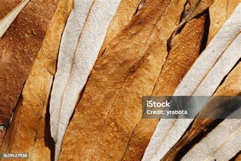 좁은 노란색 베이지 색의 자연스러운 가을 질감은 물방울과 함께 나뭇잎 아름 다운 가을 식물 패턴 가을 잎 꼭대기 전망 미적 자연 정물 매크로 사진 9월에 대한 스톡 사진 및