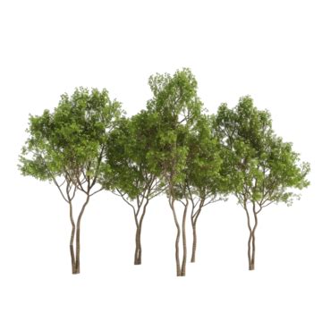 A Row Of Trees On Transparent Background Trees Row Transparent