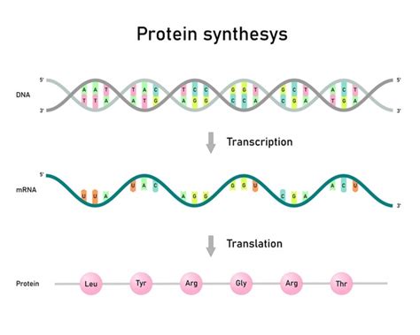 Dna Translation Protein Synthesis Over 231 Royalty Free Licensable