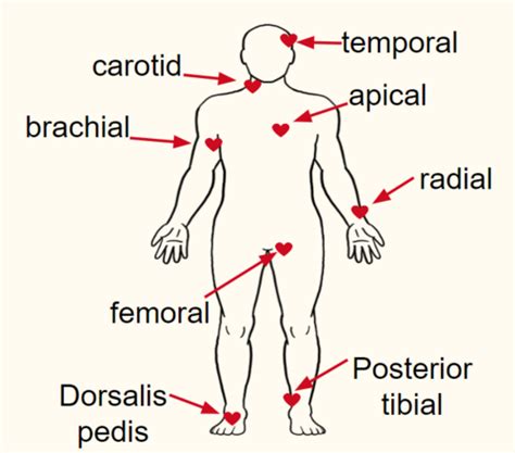 Homeostasis Flashcards Quizlet