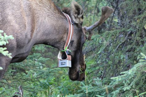 Gpsiridium Terrestrial Systems Telonics Inc