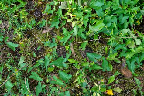 Best Treatment For Bindweed At Susan Burke Blog