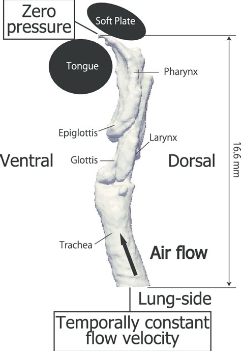 Sagittal View Of Vocal Tract Shape Model Air Flows From Lungside To