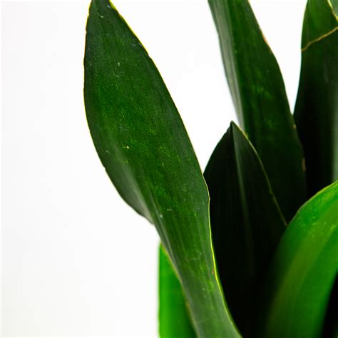 Сансевиерия Блэк Даймонд Sansevieria Black Diamond 60/17 — комнатное ...