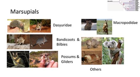 Biol132 Mammals Flashcards Quizlet