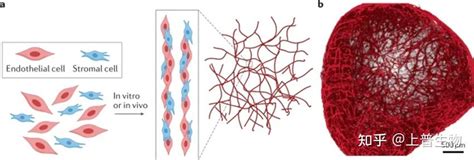 华盛顿大学kelly R Stevens教授团队在nature Reviews Materials跨尺度血管网络的工程化构建 知乎
