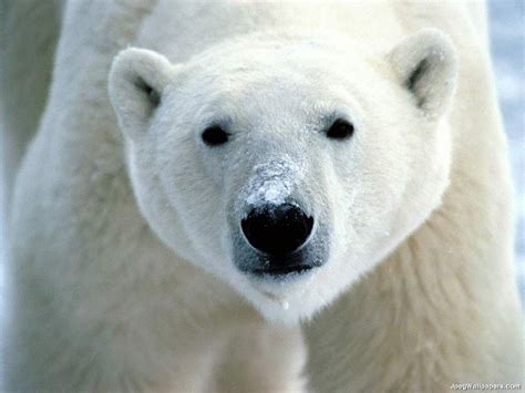 Icebear 12 wallpaper