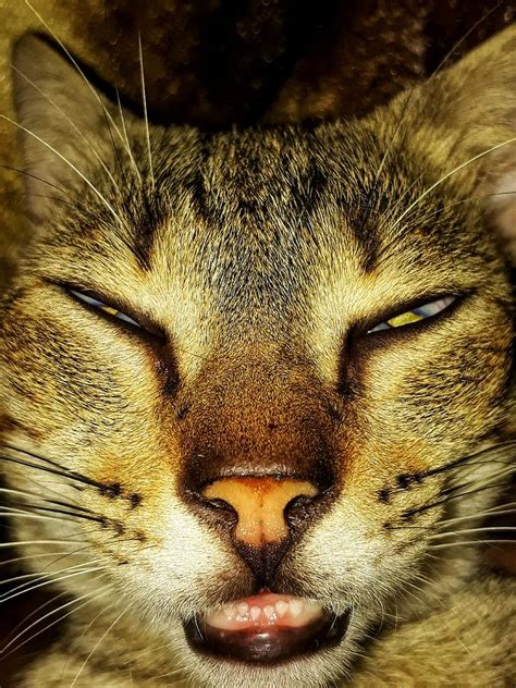 Stoned Kitty Photograph By Ashan Rodrigo Fine Art America