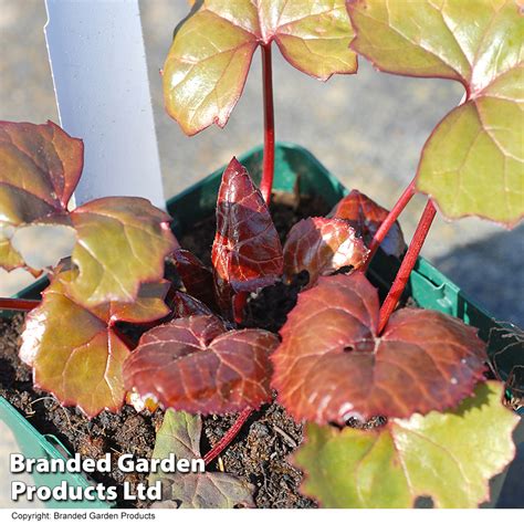 Ligularia dentata 'Midnight Lady' | Dobies