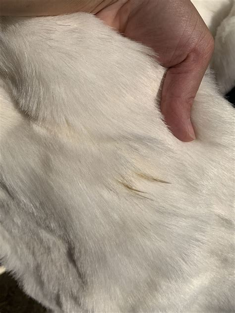 Vintage Disney Store Cruella Deville Coat Dalmati Gem