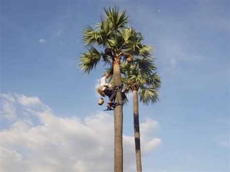 Multi Tree Climber Model Name Number Bmw At Rs Piece In Coimbatore ID