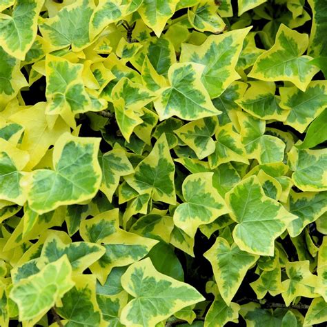 Buy English Ivy Hedera Goldheart Largepack Online At Gardencentre Koeman