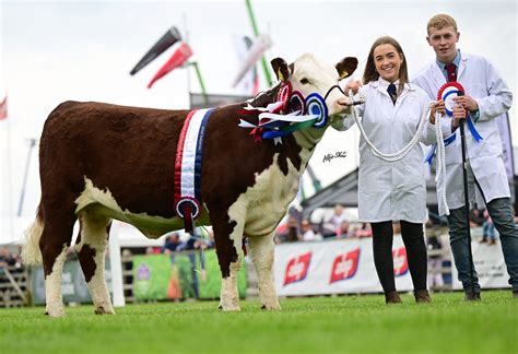 Fantastic Display Of Hereford Cattle At Balmoral Show 2024 Hereford