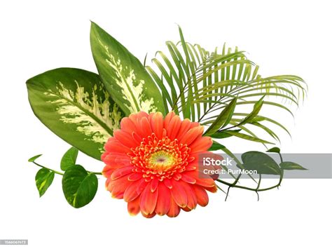 장식이나 프레임을위한 잎과 꽃꽂이 아름 다운 녹색 나뭇잎입니다 꽃과 녹색 잎은 흰색 배경에 분리되어 있다 0명에 대한 스톡 사진 및 기타 이미지 Istock