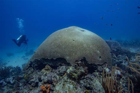 Brain Coral Inflated At Ava Lazarev Blog