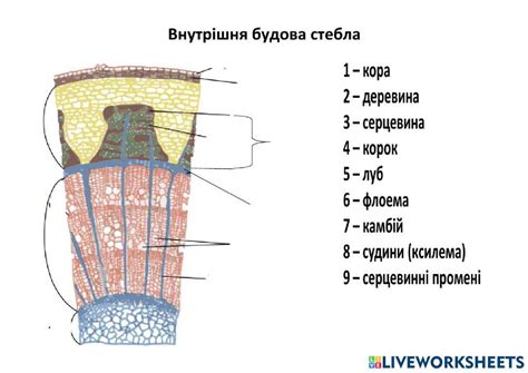 2227309 Внутрішня будова стебла Olgasolonenko