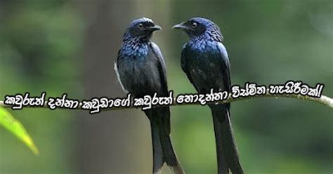 කවුරුත් දන්නා කවුඩාගේ කවුරුත් නොදන්නා විස්මිත හැසිරීමක් Rva