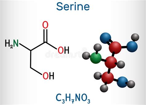 丝氨酸，ser氨基酸分子 用于蛋白质的生物合成 结构化学式与分子模型 向量例证 插画 包括有 基本 向量 173161004