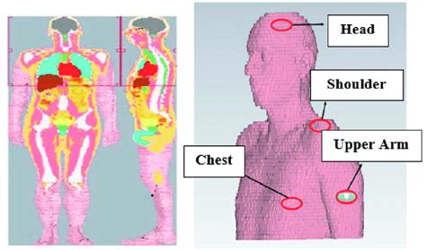 Front And Side View Of Cst Human Voxel Mode Used For Simulation Testing