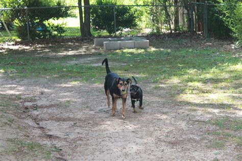 Ball Pets Love Free Photo On Pixabay Pixabay