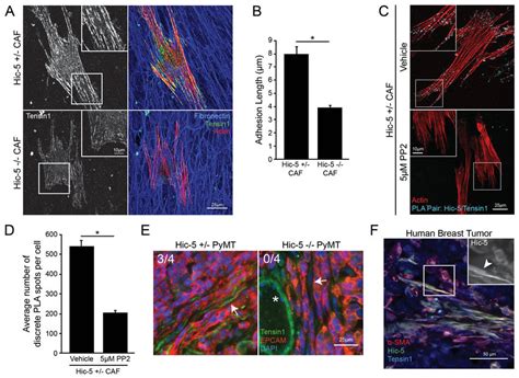 Src Dependent Hic 5 And Tensin1 Interaction Is Conserved In 3d Matrix