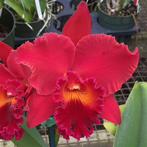 Rlc Kristy Manmoto Volcano Red Starter 275 Pot Akatsuka