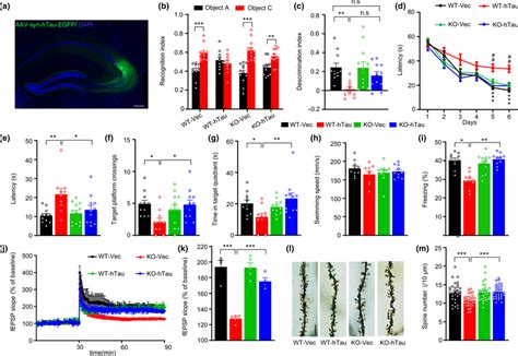 Trpc1 Knockout Improves Htau‐induced Memory Deficits And Synaptic