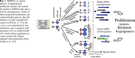 Mirnas As Cancer Players Computational Prediction Initiates The Search