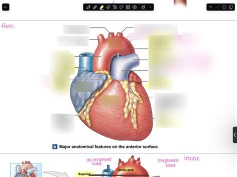 Heart Diagram 1 Diagram Quizlet