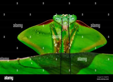 Green Leaf Mantis Tropical Shield Mantis Or Hooded Mantis