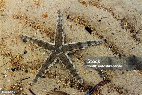 Bintang Laut Di Pantai Di Salah Satu Pulau Di Indonesia Foto Stok