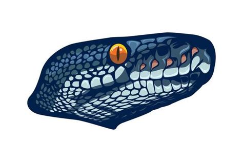 Ball Python Vector Art Icons And Graphics For Free Download