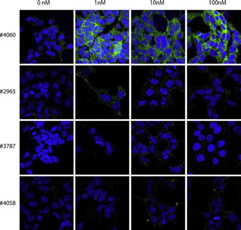 Immunocytochemical Stainings Against Pakt Of 0 1 10 Or 100nm